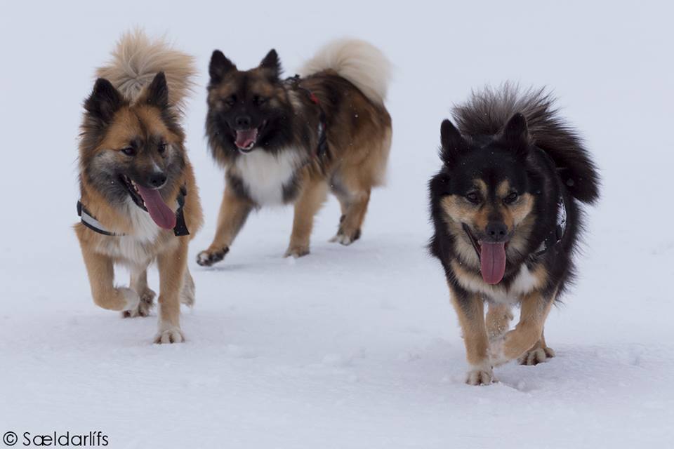 Foto IJslandse Hond 009 teef Archives ~ Sældarlífs